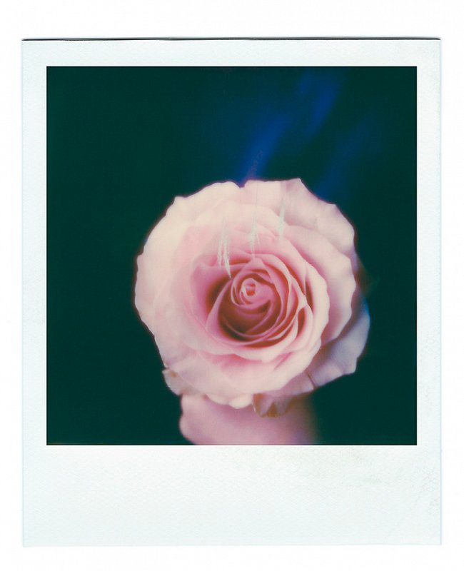 Rose Interieure - May Rohrer Photography